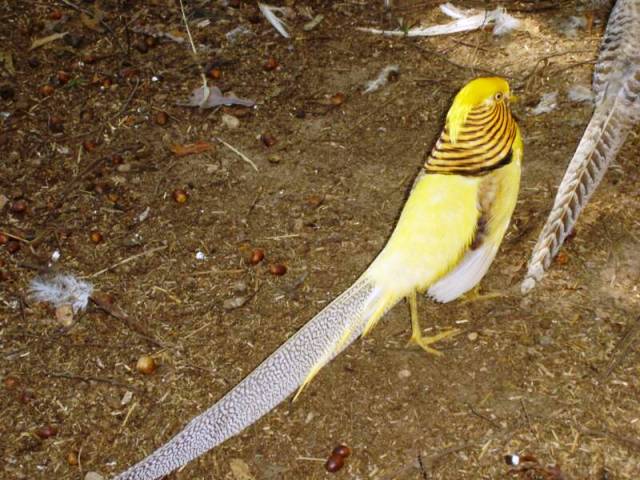 Fazan (Phasianus colchicus) | List MUŠIČAR