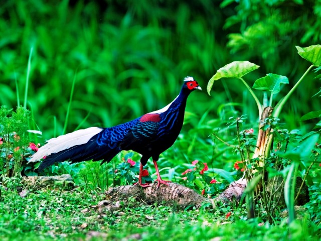 Fazan (Phasianus colchicus) | List MUŠIČAR