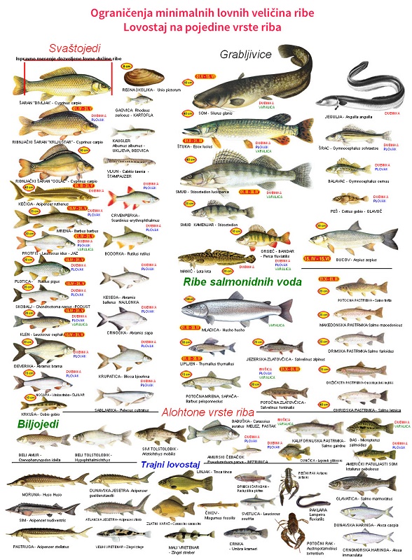 Cene dozvola za rekreativni ribolov u Srbiji za 2017. | List MUŠIČAR