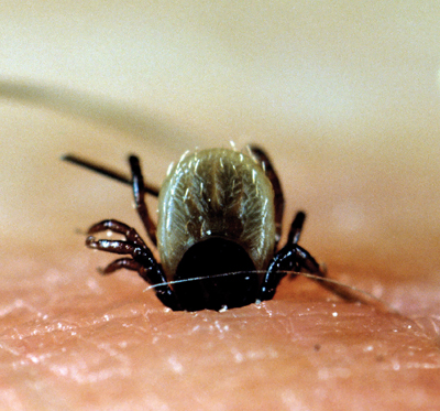 Krpelji: pošast iz trave | List MUŠIČAR