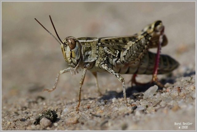 Entomologija V: Ostali insekti | List MUŠIČAR