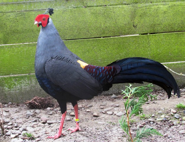 Fazan vrste web 3 | List MUŠIČAR