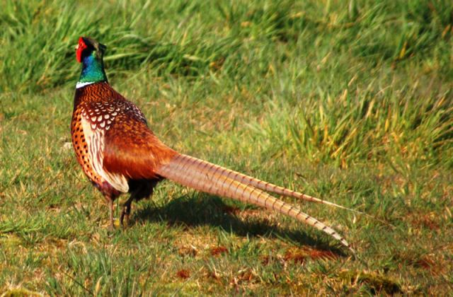 Fazan web 2 | List MUŠIČAR