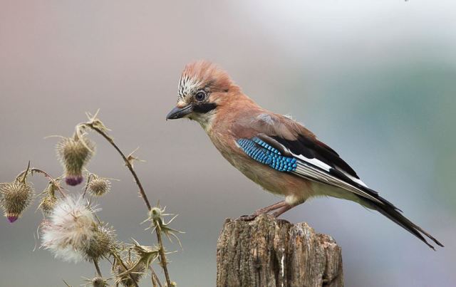 kreja 1 | List MUŠIČAR