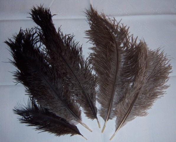 perje | List MUŠIČAR