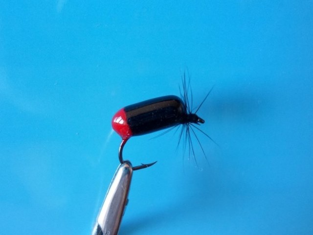 Svici - mala svetla u noći | List MUŠIČAR