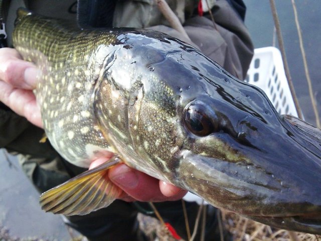 Mušičarenje štuke zimi | List MUŠIČAR