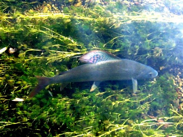 Mrest riba - lovostaj u maju | List MUŠIČAR