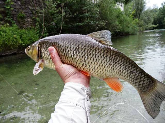 klen web3 | List MUŠIČAR