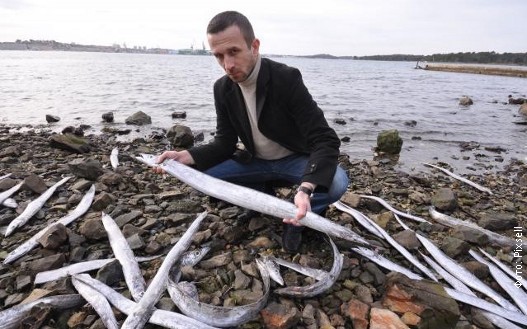 Čudne ribe se nasukale u Istri | List MUŠIČAR