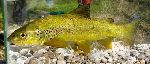 Mekousna pastrva - "Solinka" | List MUŠIČAR