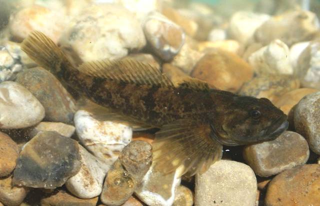 PEŠ (Cottus gobio) | List MUŠIČAR