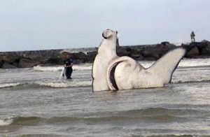 Ajkula čekićara | List MUŠIČAR