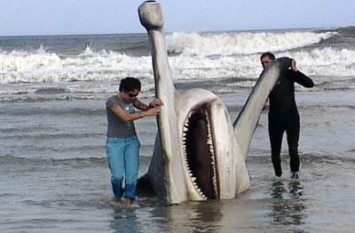 Ajkula čekićara | List MUŠIČAR