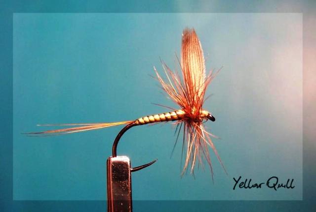 Yellow Quill | List MUŠIČAR