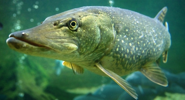 Februar - ribe u lovostaju | List MUŠIČAR