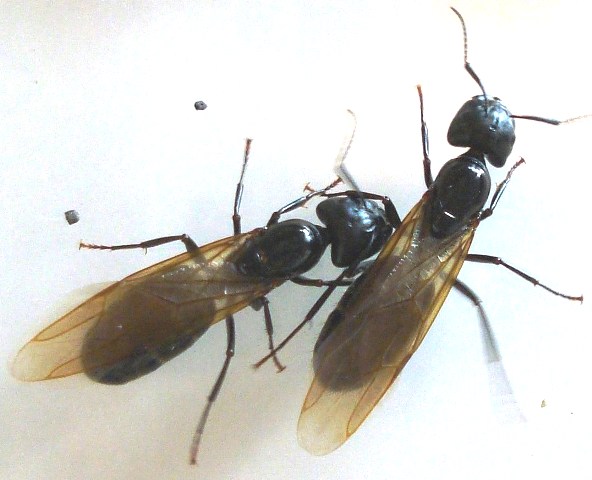 Banetovi mravi | List MUŠIČAR