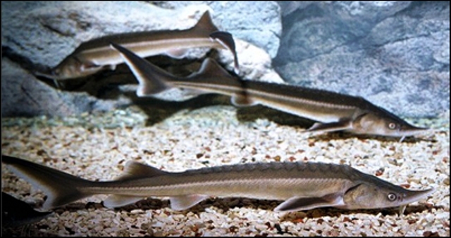 Akcija za očuvanje kečiga na Dunavu | List MUŠIČAR