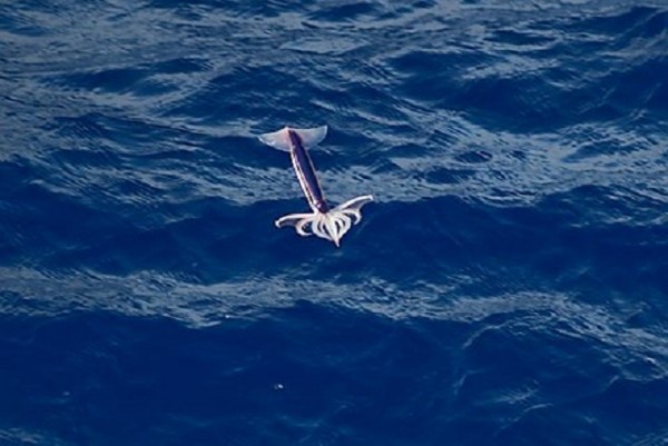 Flying Squid Species in mid-air (Ommastrephes bartramii). Extremely ...