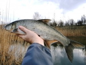 Mrest od polovine aprila | List MUŠIČAR