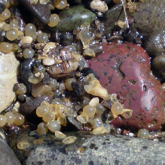 Upropašten mrest na Drini | List MUŠIČAR