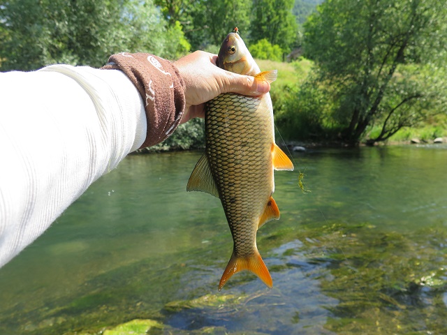 Neobičan ulov na nimfu - plotica | List MUŠIČAR