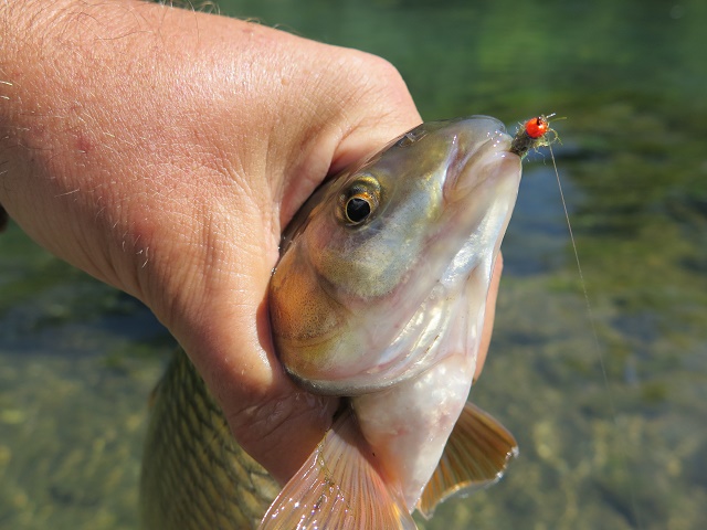 Neobičan ulov na nimfu - plotica | List MUŠIČAR