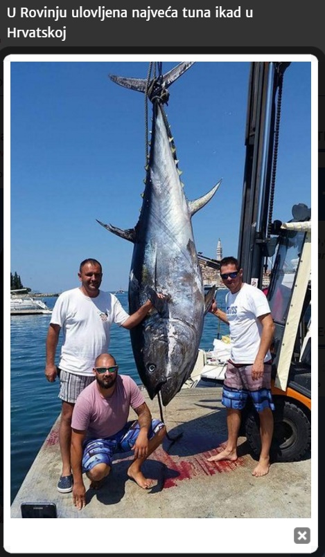 Ulovljena najveća tuna ikad u Hrvatskoj | List MUŠIČAR