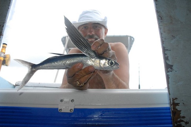 Poletuša - LaBobo | List MUŠIČAR