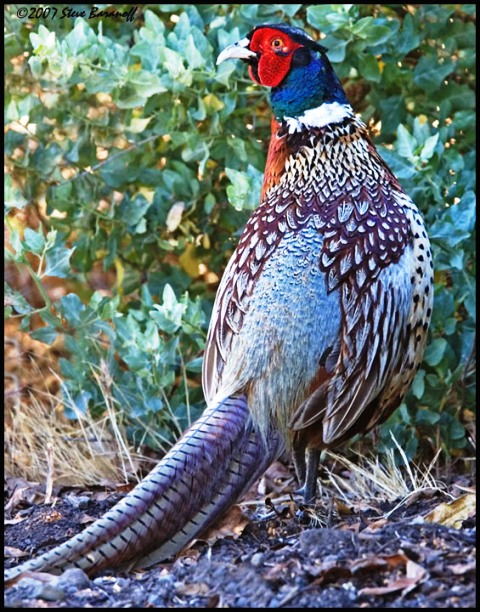 Fazan (Phasianus colchicus) | List MUŠIČAR