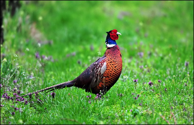 Fazan (Phasianus colchicus) | List MUŠIČAR