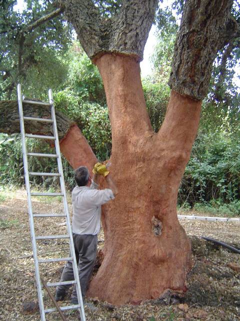 Pluta | List MUŠIČAR