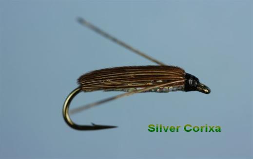 Corixa | List MUŠIČAR