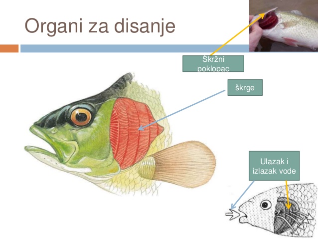 Kako ribe dišu pod vodom? | List MUŠIČAR