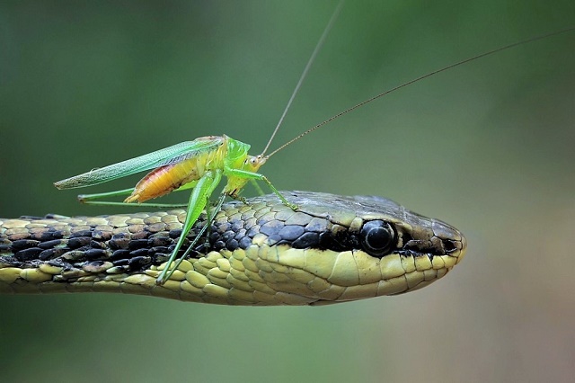 Skakavac pronašao prevozno sredstvo | List MUŠIČAR