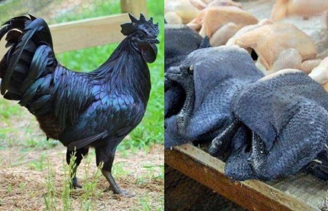 Crna živina | List MUŠIČAR