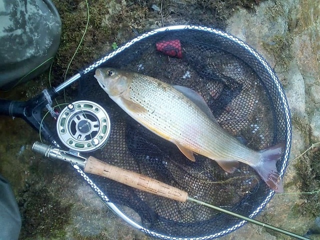 Legenda o jeseni, mušičarenje na rijeci Dobri - Hrvatska | List MUŠIČAR