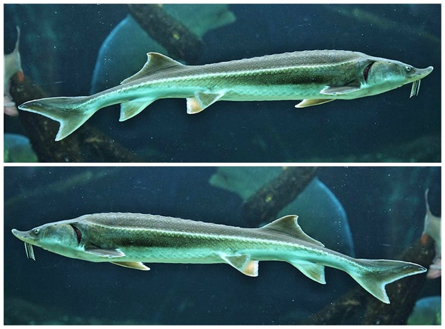 Od Nove godine zabranjen ribolov kečige u Srbiji | List MUŠIČAR