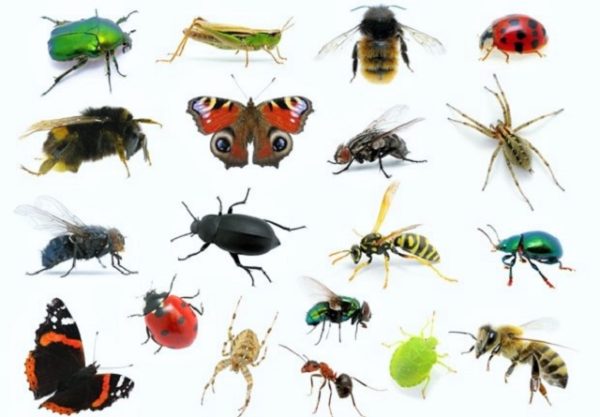 Trećina insekata bi uskoro mogla potpuno da nestane | List MUŠIČAR