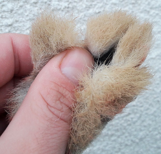 zecija-šapa | List MUŠIČAR