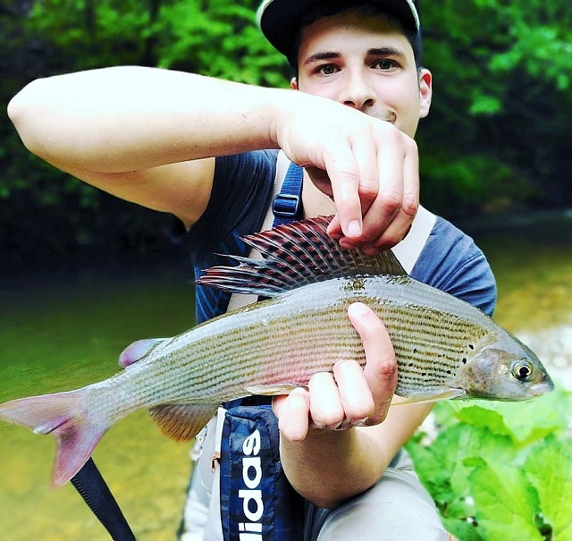 Lipljan 43cm Đetinja | List MUŠIČAR