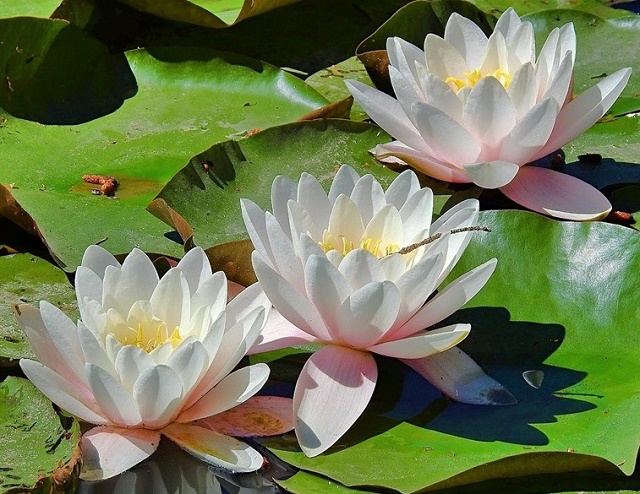 Svim damama, a posebno mušičarkama Srećan praznik 8. mart, Dan žena ...