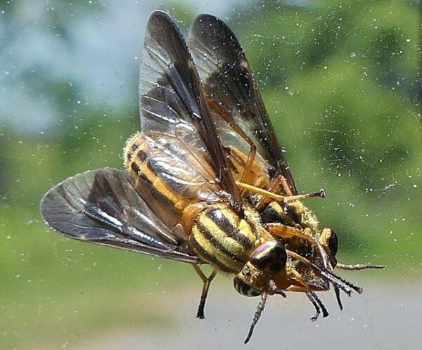 Slikanje na ogledalu | List MUŠIČAR