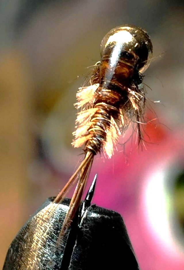 Dvodjelna nimfa majske muhe | List MUŠIČAR