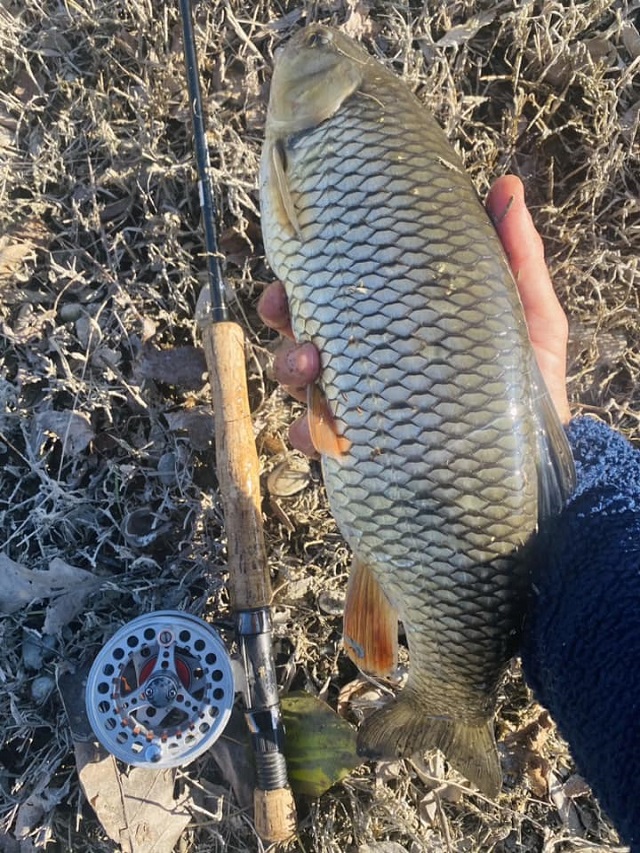 Klen na zonkera | List MUŠIČAR