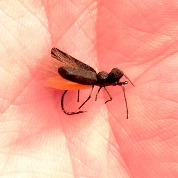 Imitacija svica – Ivanov svitac | List MUŠIČAR