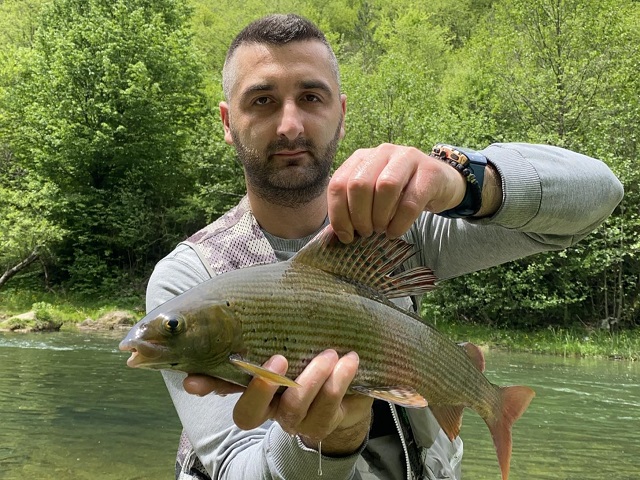 Lipljan iz Ćehotine, maj 2024. – Miloš Peruničić | List MUŠIČAR