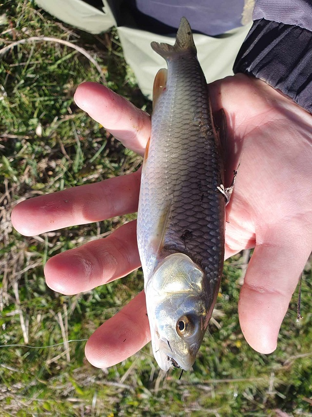 Reportaža sa otvora sezone za klena na mahač | List MUŠIČAR