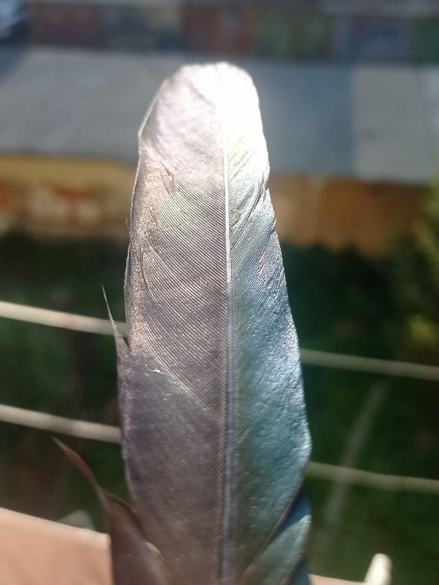 Imitacije od pera svrake | List MUŠIČAR