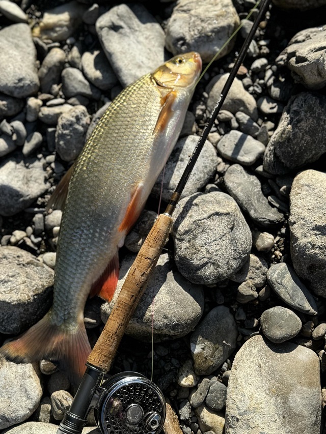 Skobalj 2 | List MUŠIČAR